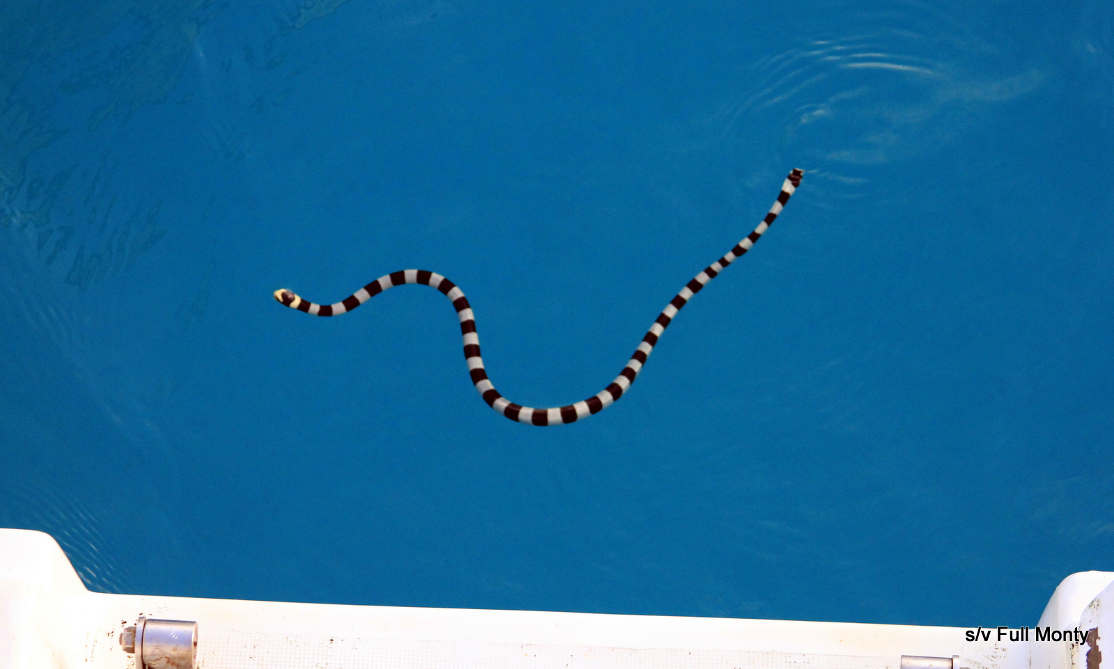 tonga ~ the nature of it (sea snakes) | s/v Full Monty